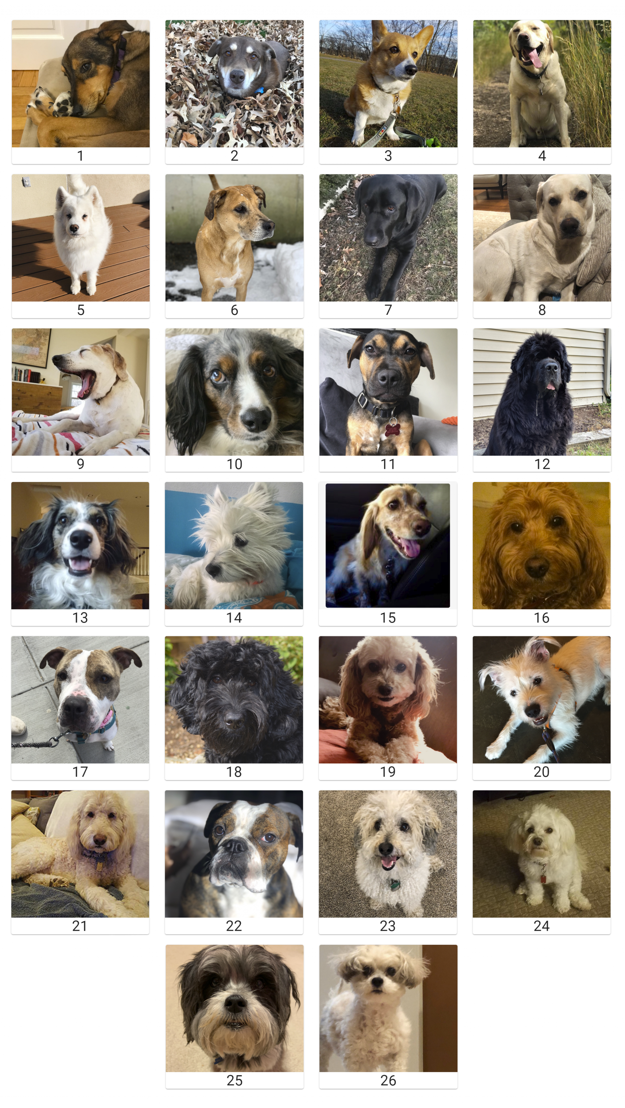 The Cute Dog Project - Daily Nous